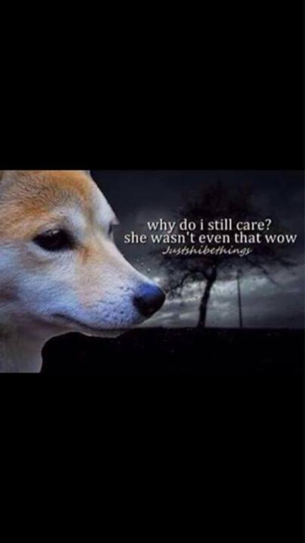 [Image - 662231] | Doge | Know Your Meme