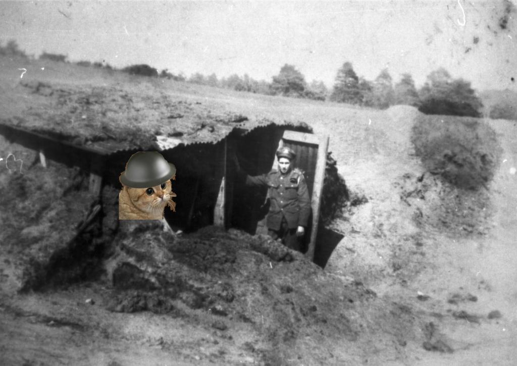 World War I Cat | Starecat / Grafics Cat | Know Your Meme