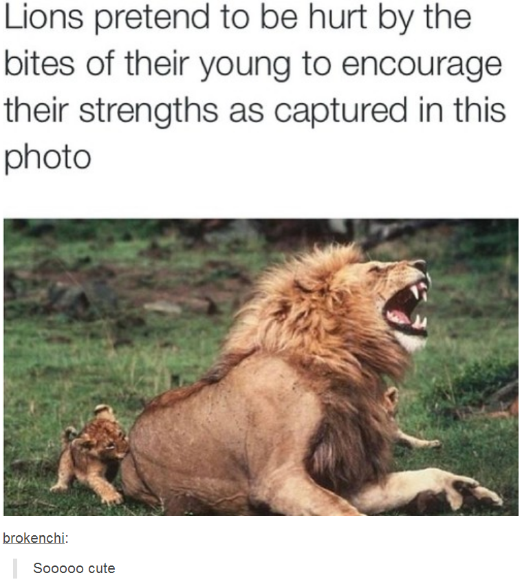 [Image - 664529] | Tumblr | Know Your Meme