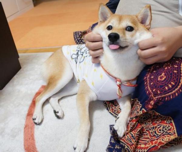 Much tongue. Wow. Stretchy face. | Doge | Know Your Meme