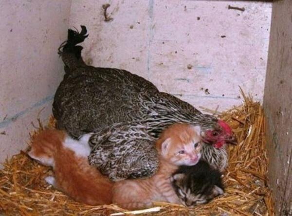 A Mother hen and her Kittens | Animals | Know Your Meme