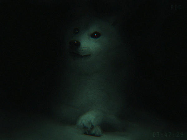 Spooky | Doge | Know Your Meme