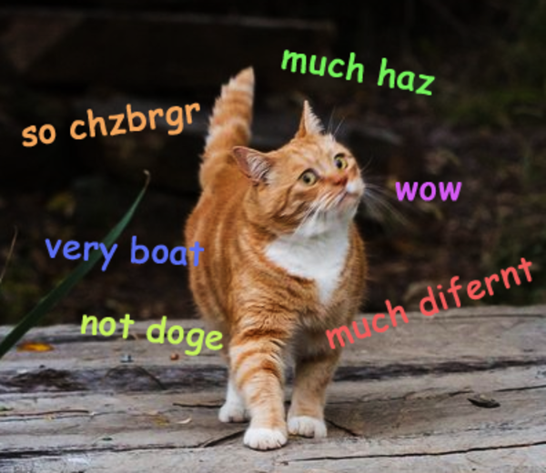 Cate | Wanted a nice picture of my cat, got this instead | Know Your Meme