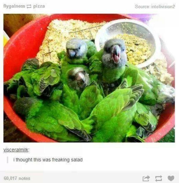 [Image - 675337] | Parrots | Know Your Meme