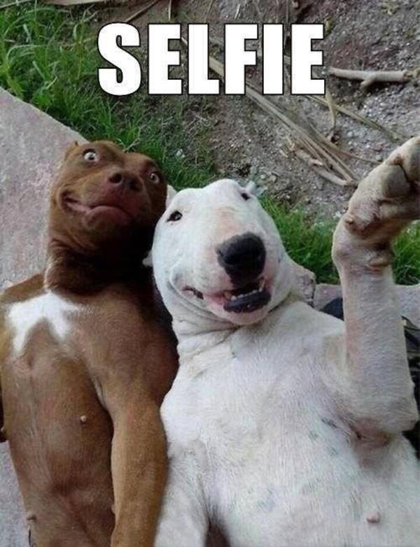 Selfie Dogs | Selfie | Know Your Meme