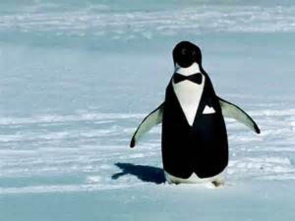 penguin in a tux | Penguins | Know Your Meme