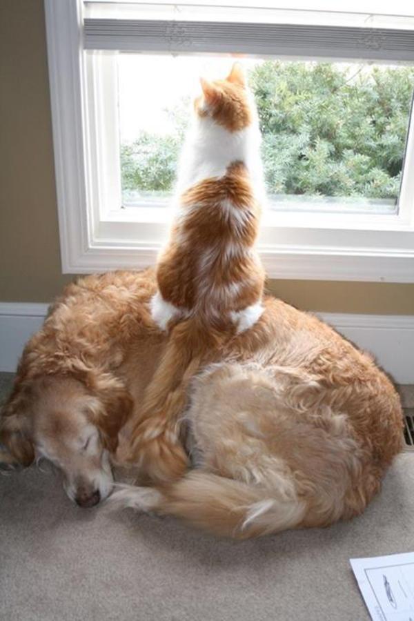 Best Friends | Animals | Know Your Meme