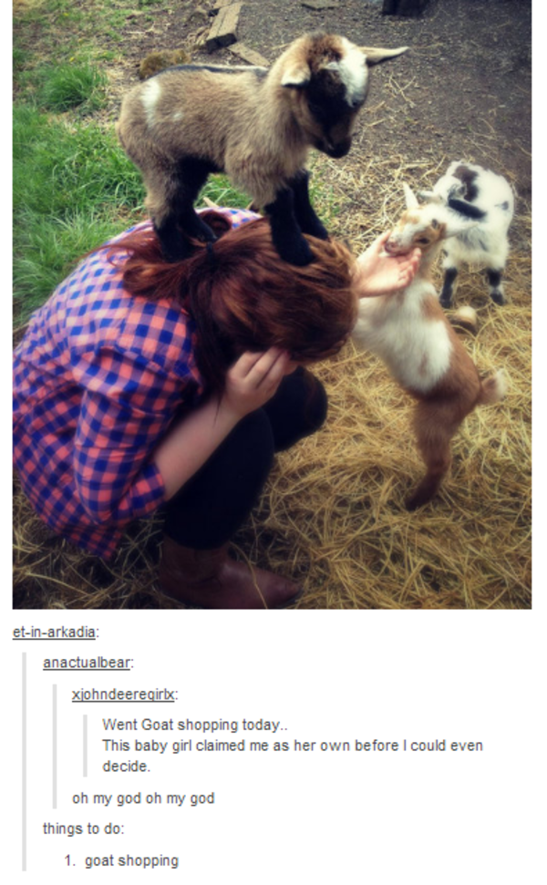 [Image - 697030] | Goats | Know Your Meme
