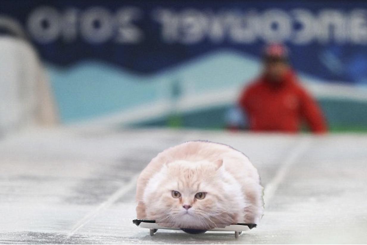 Sochi 2014 Skelecat | Bullet Cat | Know Your Meme
