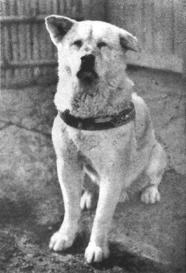 Hachiko | Tear Jerker | Know Your Meme