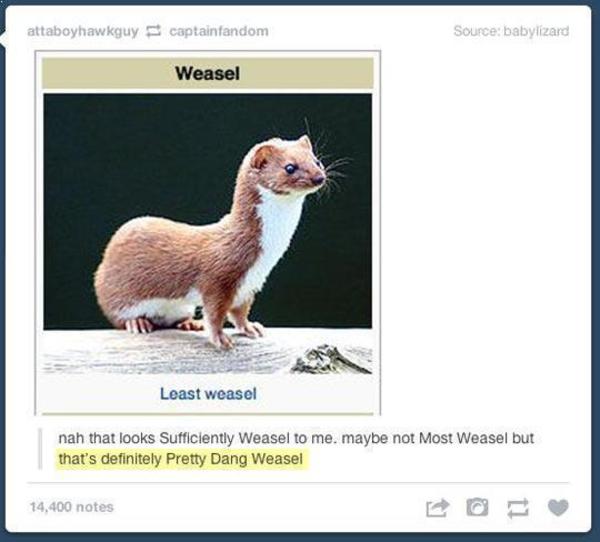 Least Weasel | Tumblr | Know Your Meme