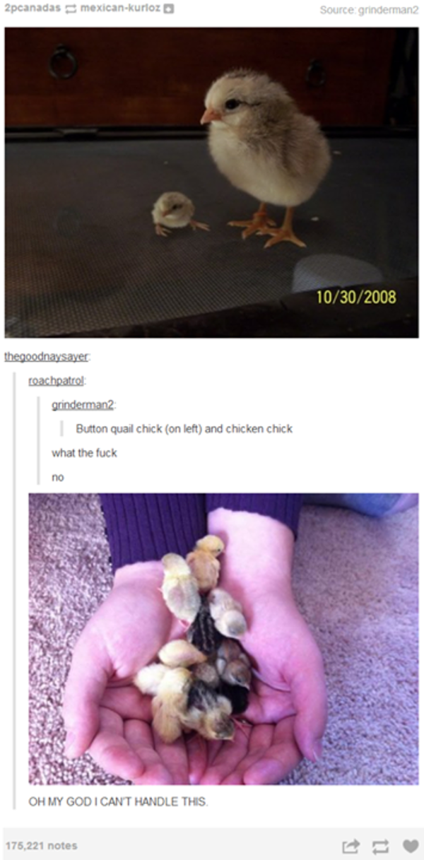 Button quail chicks | Animals | Know Your Meme