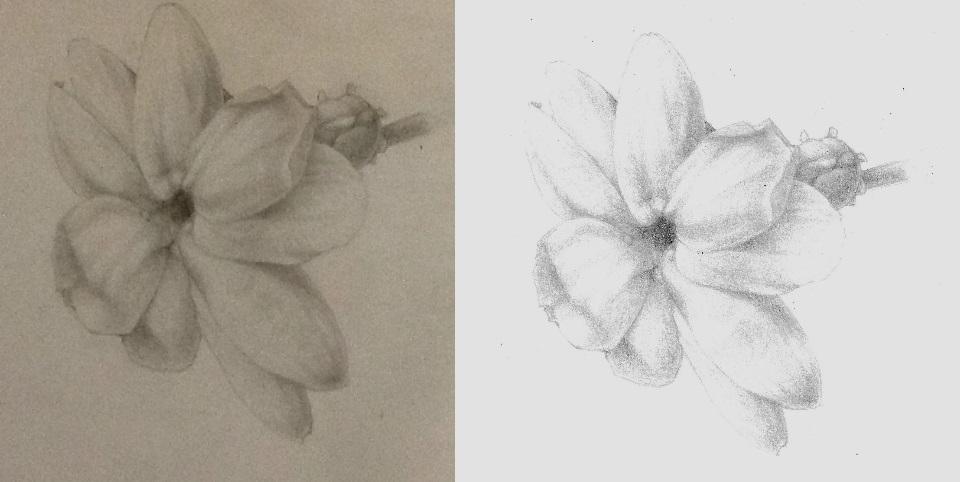 Pikake drawing | Know Your Meme