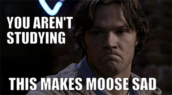 Sad Moose | You Should Be Studying | Know Your Meme