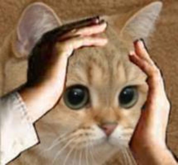 Stare Cat / grafics cat | Starecat / Grafics Cat | Know Your Meme