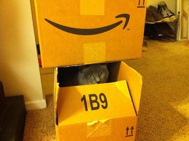 Amazon fort | Cat Fort | Know Your Meme