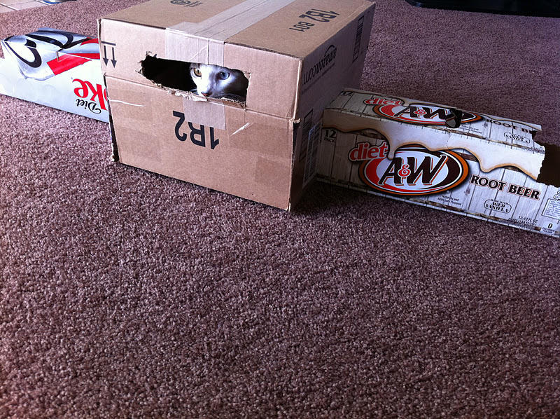 Fort Addition | Cat Fort | Know Your Meme