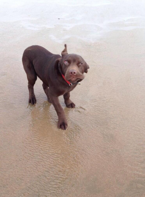 Dog Shakes | #shake4mike | Know Your Meme