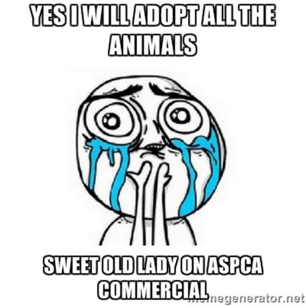 ASPCA Commercial Pic | ASPCA Commercial Parodies | Know Your Meme