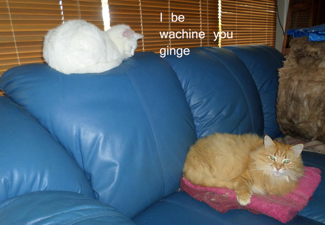 temp friends | Cats | Know Your Meme