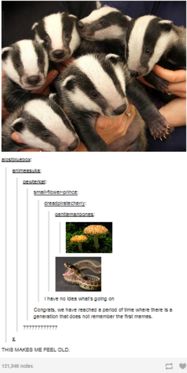 [Image - 778150] | Badger Badger Badger | Know Your Meme