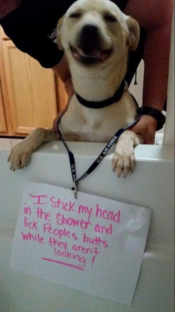 [Image - 793719] | Dogshaming | Know Your Meme