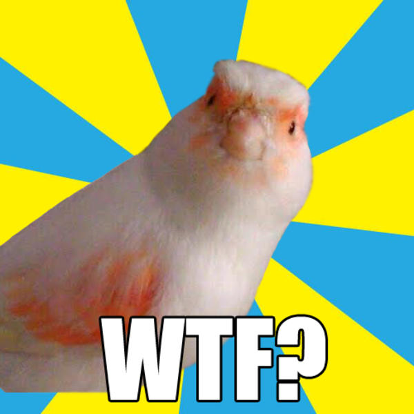 Wtf? Bird | Know Your Meme