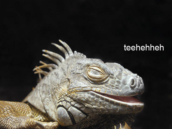 [Image - 804854] | Laughing Lizard / hhhehehe | Know Your Meme
