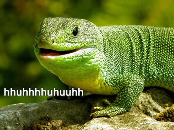 [Image - 804862] | Laughing Lizard / hhhehehe | Know Your Meme