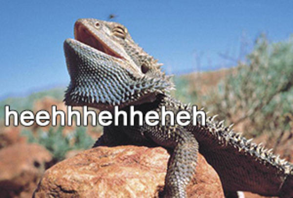 [Image - 804864] | Laughing Lizard / hhhehehe | Know Your Meme