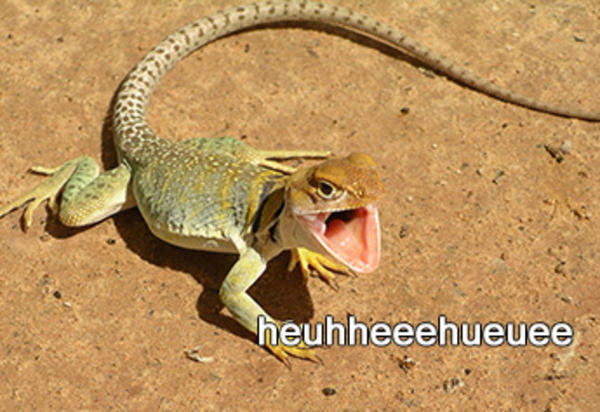 heuhheeehueuee | Laughing Lizard / hhhehehe | Know Your Meme