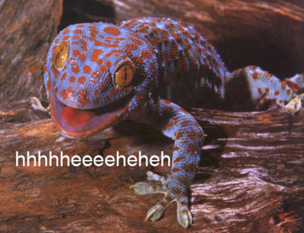 [Image - 804877] | Laughing Lizard / hhhehehe | Know Your Meme