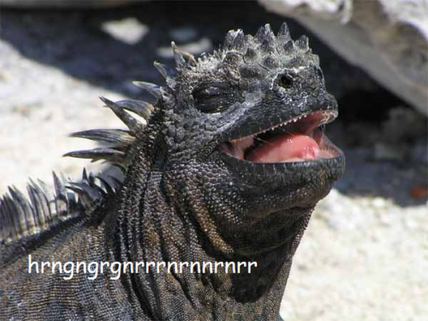 hrngngrgnrrrnrrnrr | Laughing Lizard / hhhehehe | Know Your Meme
