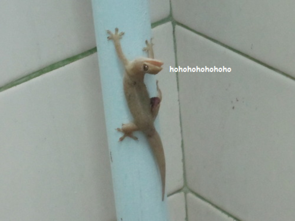[Image - 804903] | Laughing Lizard / hhhehehe | Know Your Meme