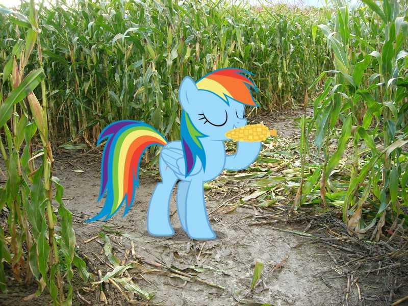 Dashie outsmarts the corn maze | My Little Pony: Friendship is Magic ...