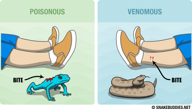 Poisonous vs Venomous | Learn The Difference, It Could Save Your Life ...