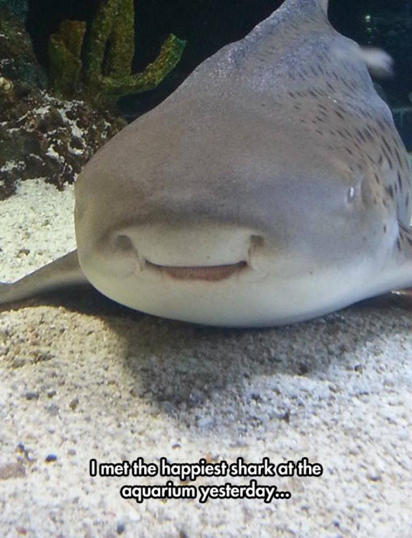The Happiest Shark | Sharks | Know Your Meme