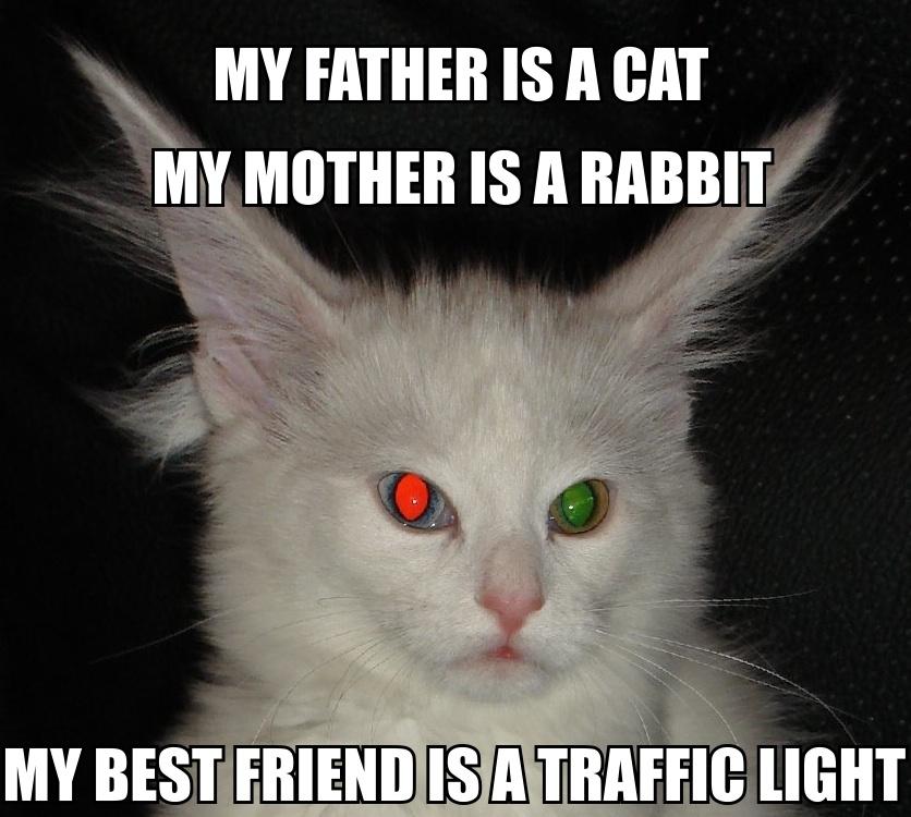 Traffic light cat | Animals | Know Your Meme