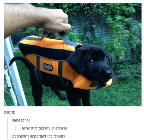 let's paws for a moment to appreciate this pun | Pun | Know Your Meme