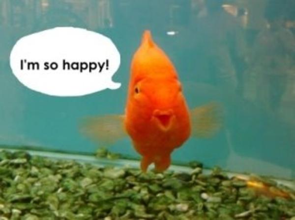 Happy Fish | Reaction Images | Know Your Meme