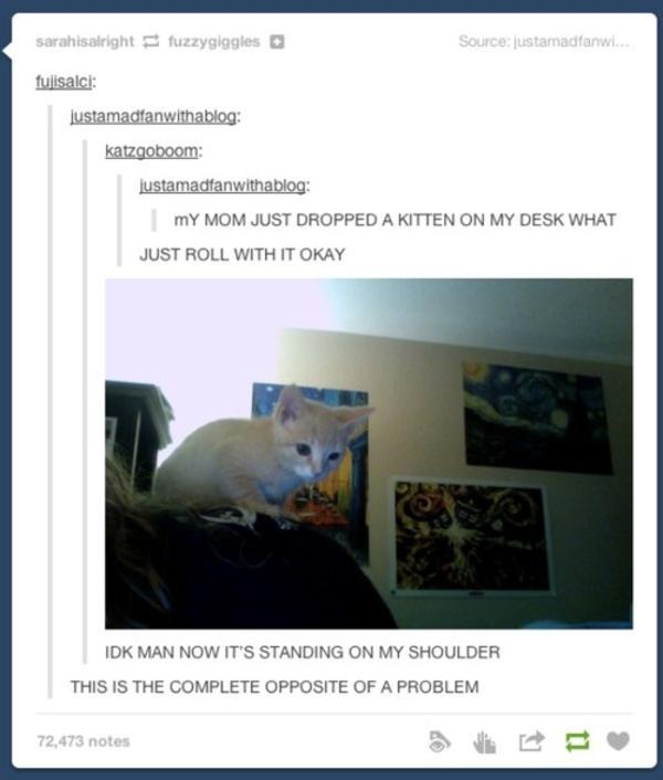 [Image - 841537] | Cats | Know Your Meme
