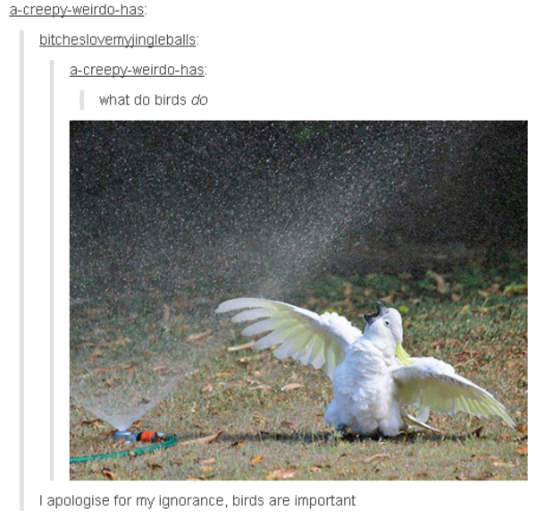 [Image - 847581] | Parrots | Know Your Meme