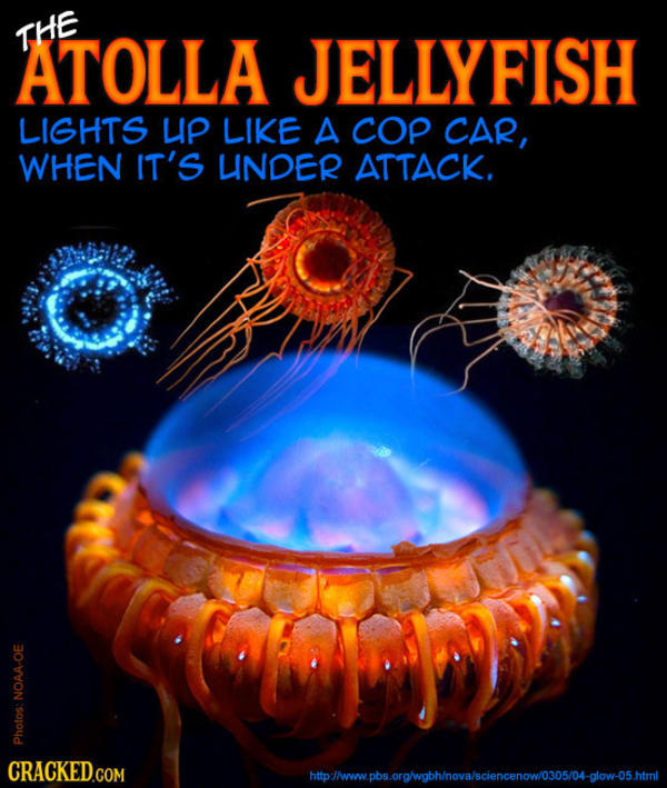 [Image - 854710] | Damn Nature, You Scary! | Know Your Meme