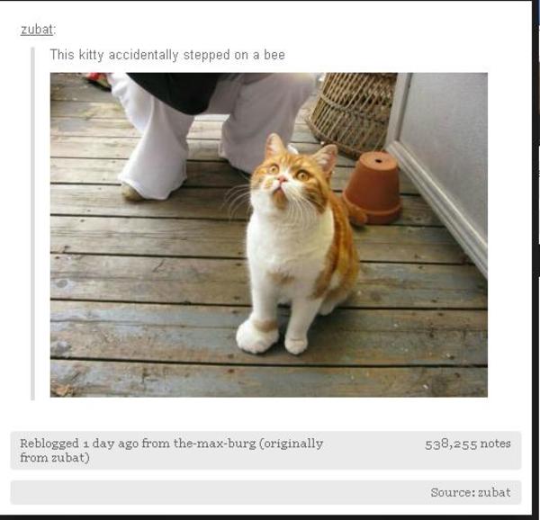 [Image - 866048] | Cats | Know Your Meme