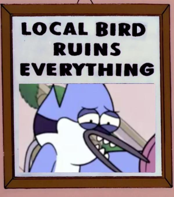 Local Bird Ruins Everything | Local Man Ruins Everything | Know Your Meme