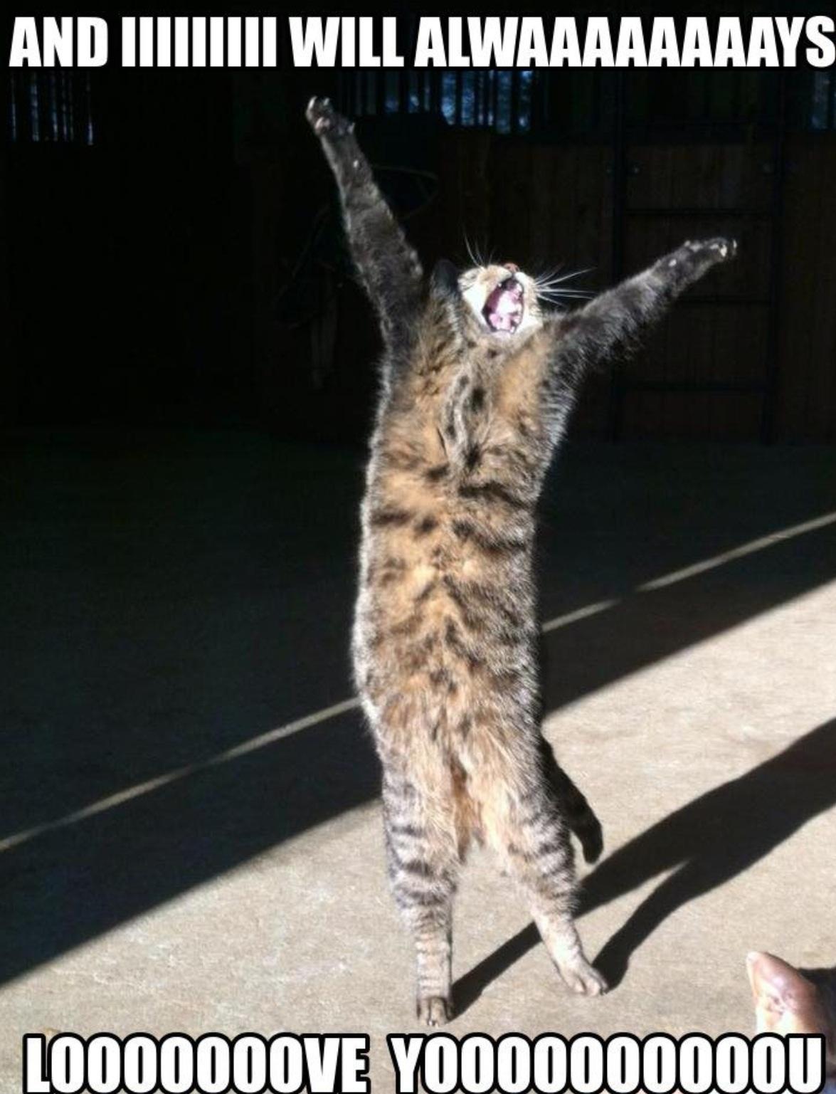 Laaaaaaaaa ♪ | Cats | Know Your Meme