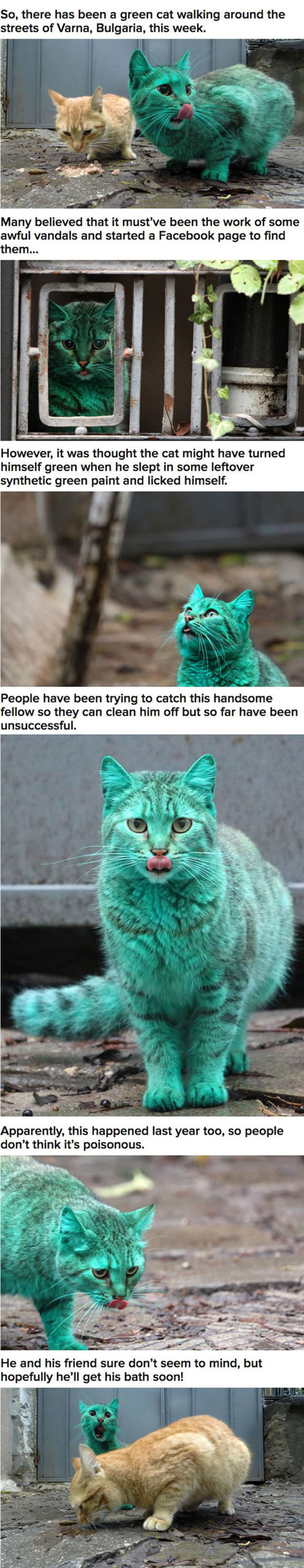 The Incredible Story Of The Turquoise Cat | Cats | Know Your Meme