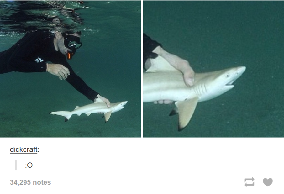 :V | Sharks | Know Your Meme