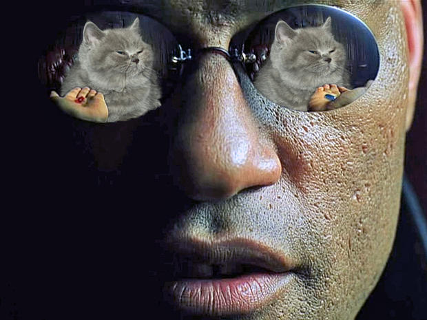 [Image - 891587] | Little Grey Cat | Know Your Meme