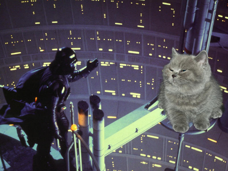 [Image - 891588] | Little Grey Cat | Know Your Meme